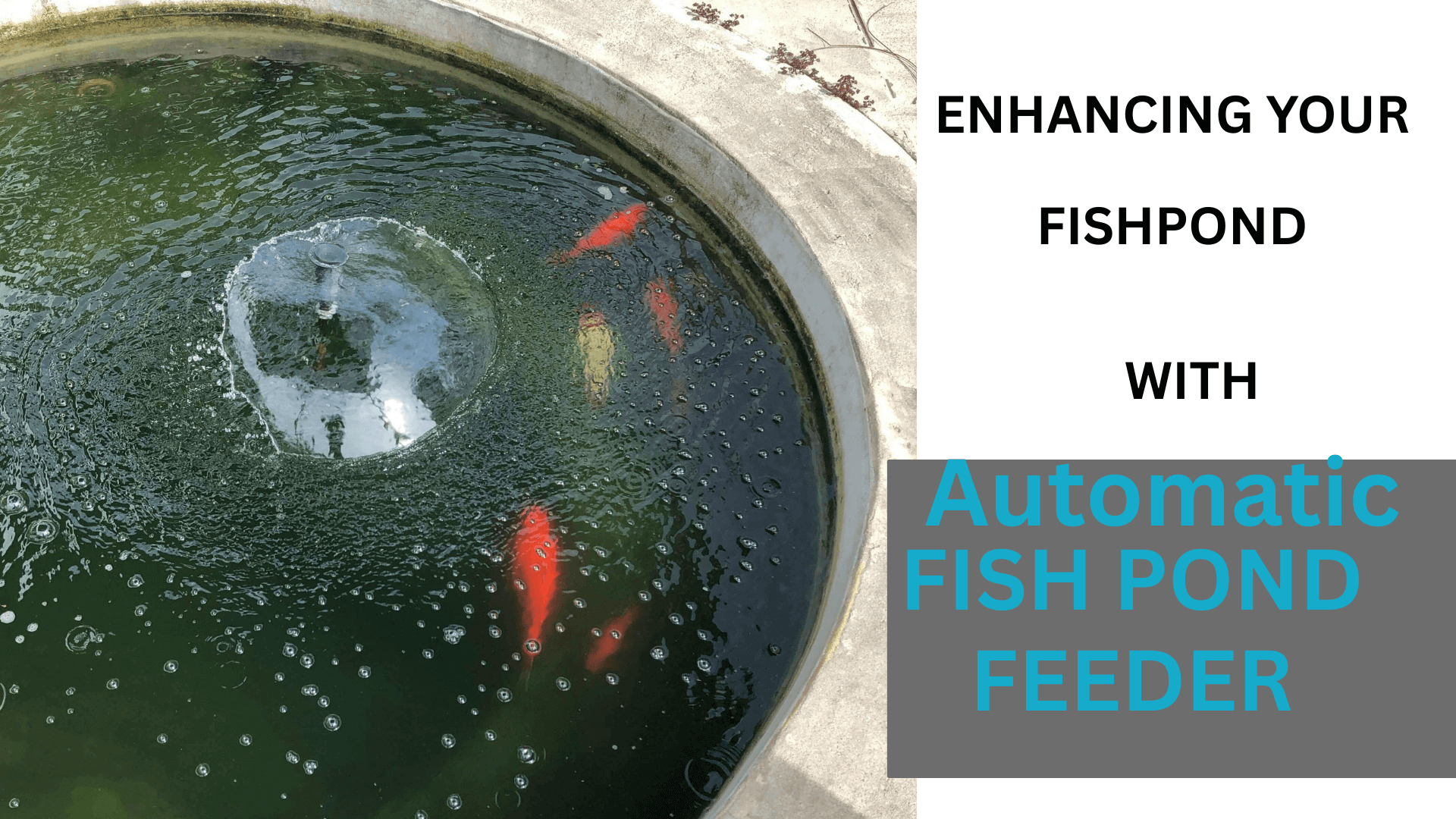 What To Know Before Using Automatic Fish Pond Feeders-9 Tips